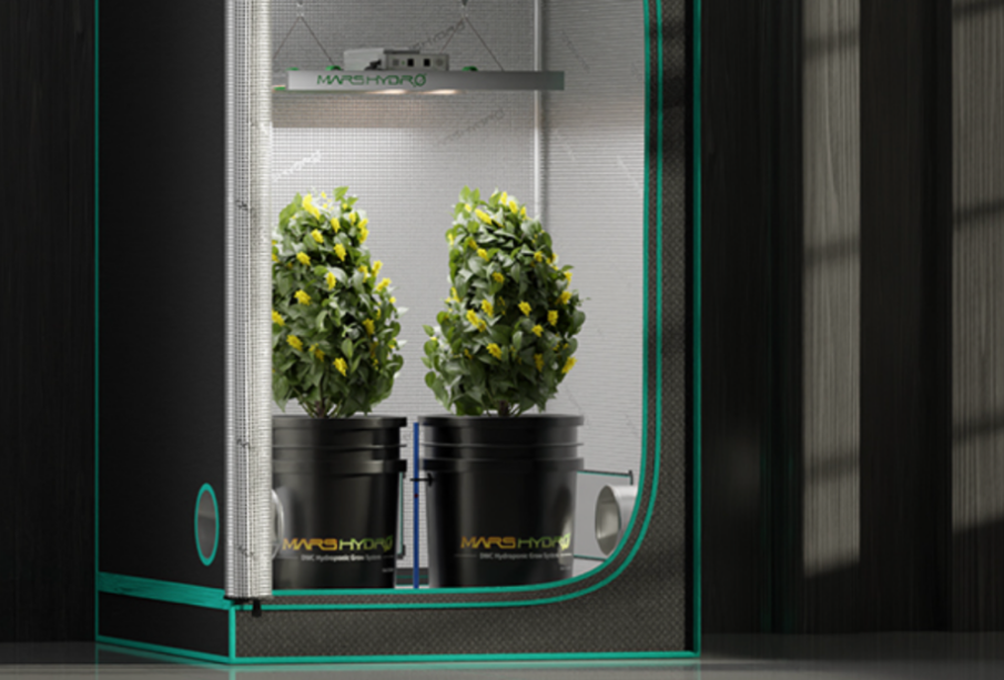 Hydroponic System inside a grow tent - A Process to grow plants without ...